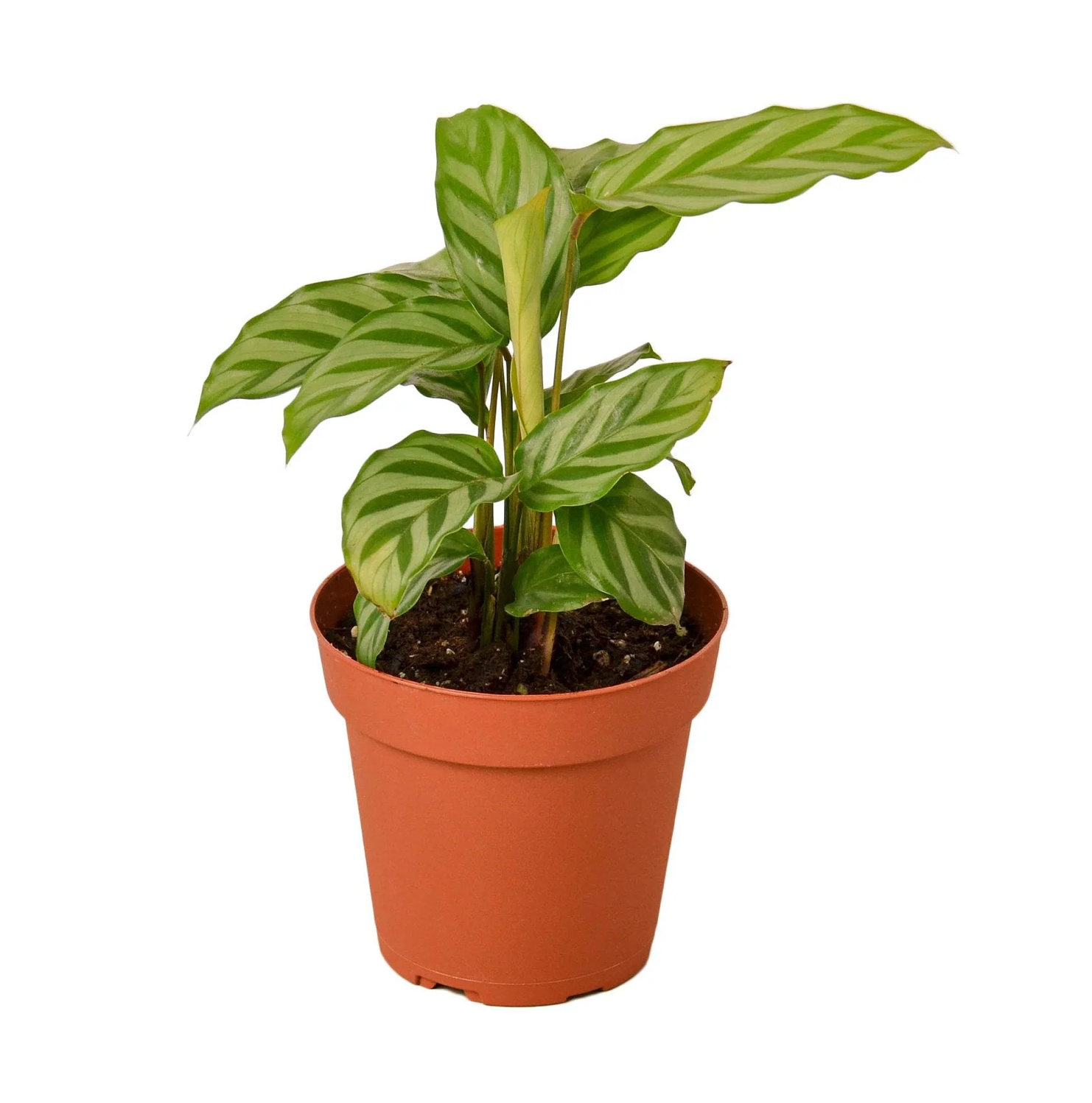 Calathea Concinna 'Freddie' – DARN Plant Co